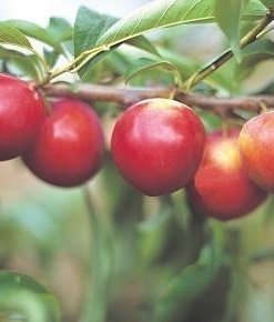 MANZANO Fuji ( 1.60 mts ) - CreaPlantas.cl