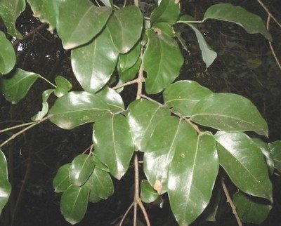 PEUMO (1,70 Mts.) - CreaPlantas.cl