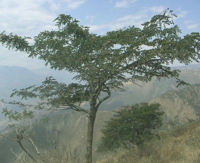 TARA - CreaPlantas.cl