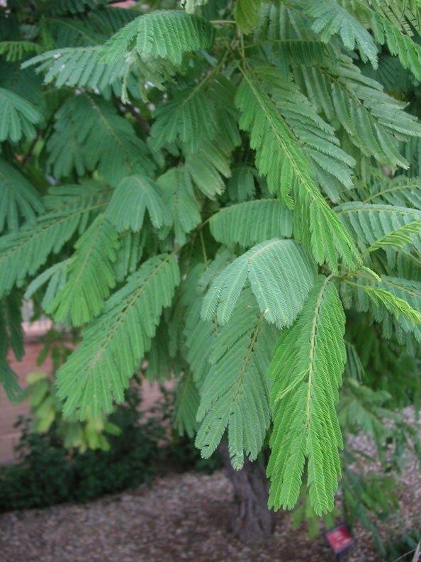 VILCA (1.6 Mts.) - CreaPlantas.cl