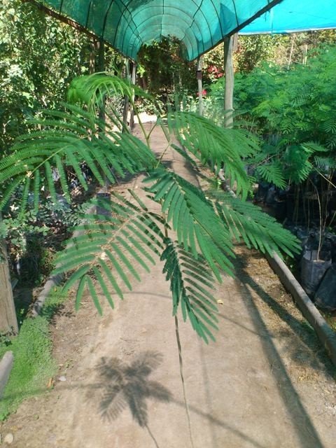 VILCA (1.6 Mts.) - CreaPlantas.cl