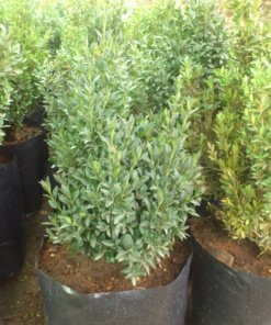 LIGUSTRO COMPACTO (1.3 Mts.) - CreaPlantas.cl