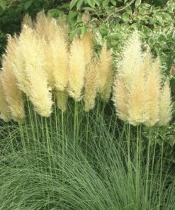 LIGUSTRO COMPACTO (1.3 Mts.) - CreaPlantas.cl