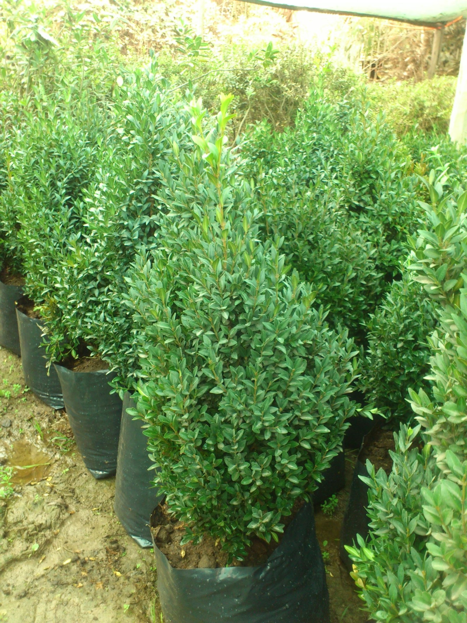 BOJ VERDE (50cm - CreaPlantas.cl