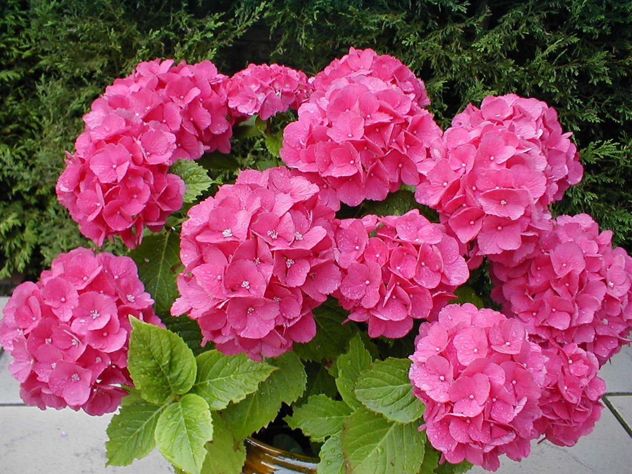 HORTENSIA (0,50cm.) - CreaPlantas.cl