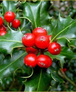 LIGUSTRO COMPACTO (1.3 Mts.) - CreaPlantas.cl