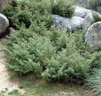 JUNIPERO RASTRERO VERDE (0.8 Mts.) - CreaPlantas.cl