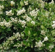 LIGUSTRO COMPACTO (1.3 Mts.) - CreaPlantas.cl